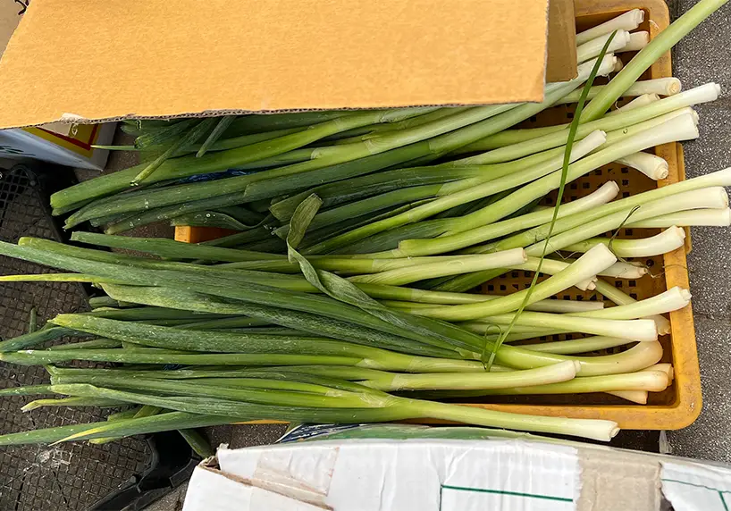 Daepa/Welsh Onion 대파 (dae-pa)